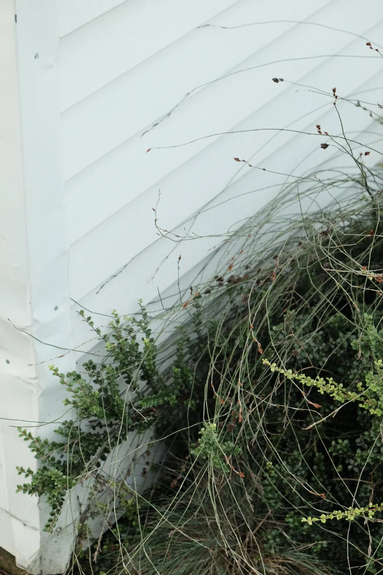 TARN — Suburban Garden