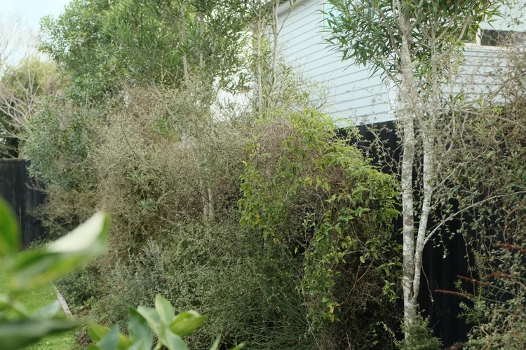 TARN — Suburban Garden