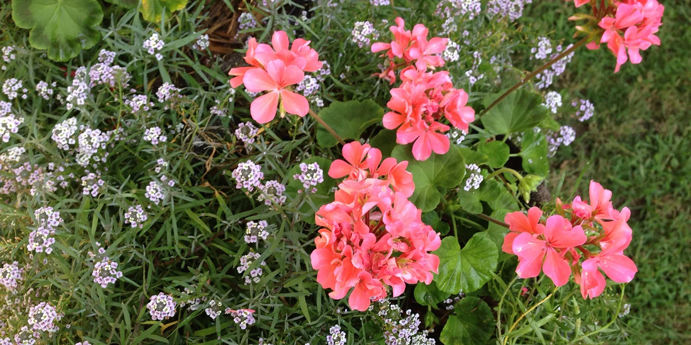 Starting Geraniums From Seed. — Jehovah's Gardener | Devotional ...