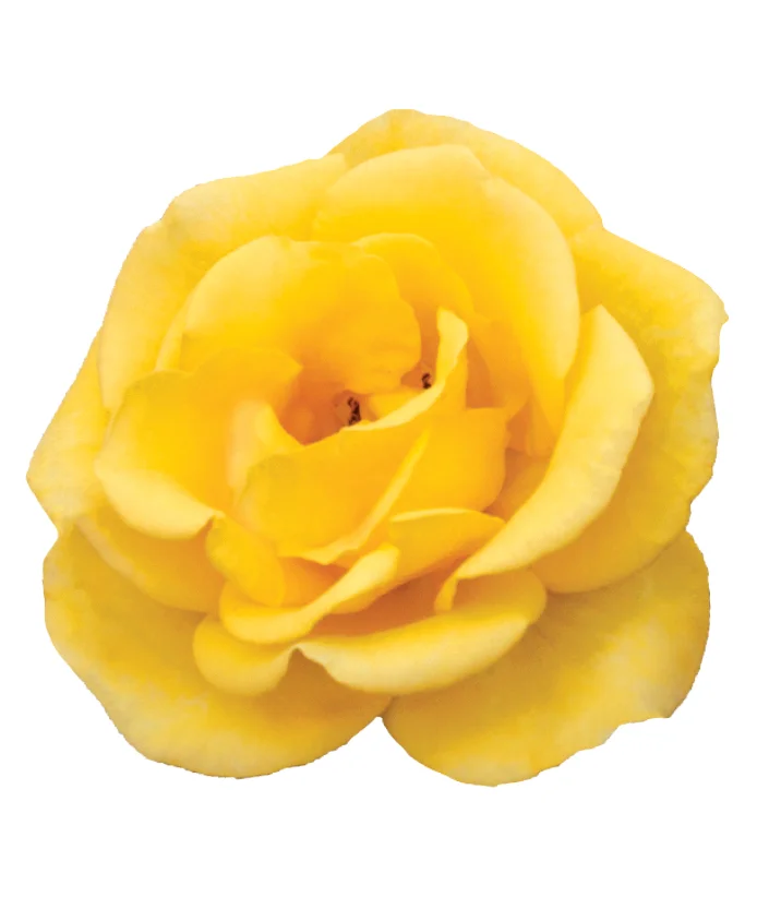 The Plants — Bloomables®