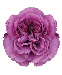 The Plants — Bloomables®