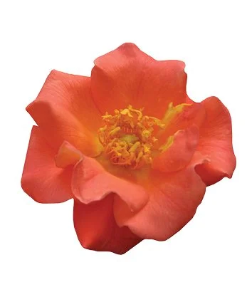 The Plants — Bloomables®