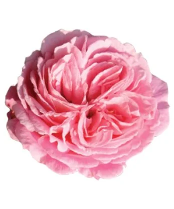 The Plants — Bloomables®