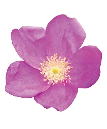 The Plants — Bloomables®