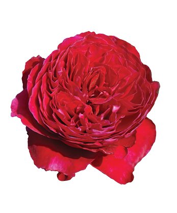 The Plants — Bloomables®