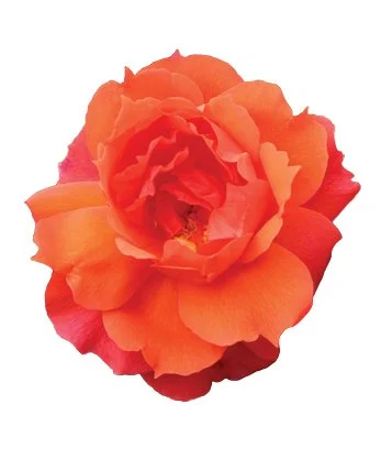 The Plants — Bloomables®