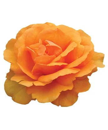 The Plants — Bloomables®