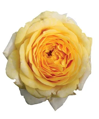 The Plants — Bloomables®