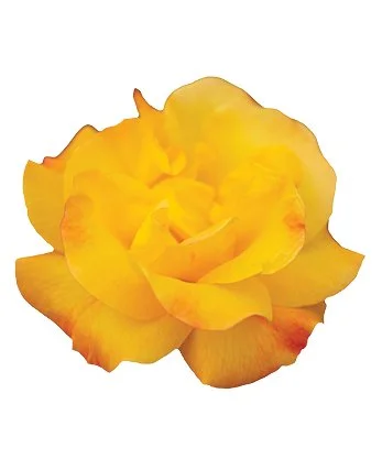 The Plants — Bloomables®