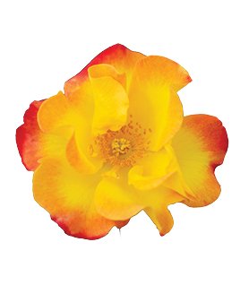 The Plants — Bloomables®