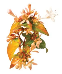 The Plants — Bloomables®