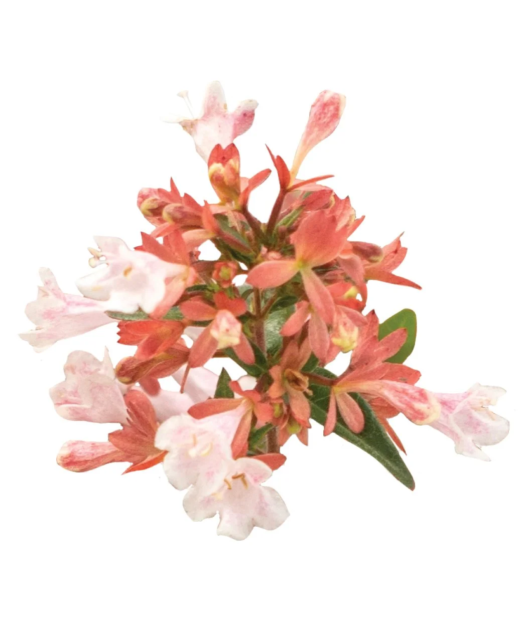 The Plants — Bloomables®