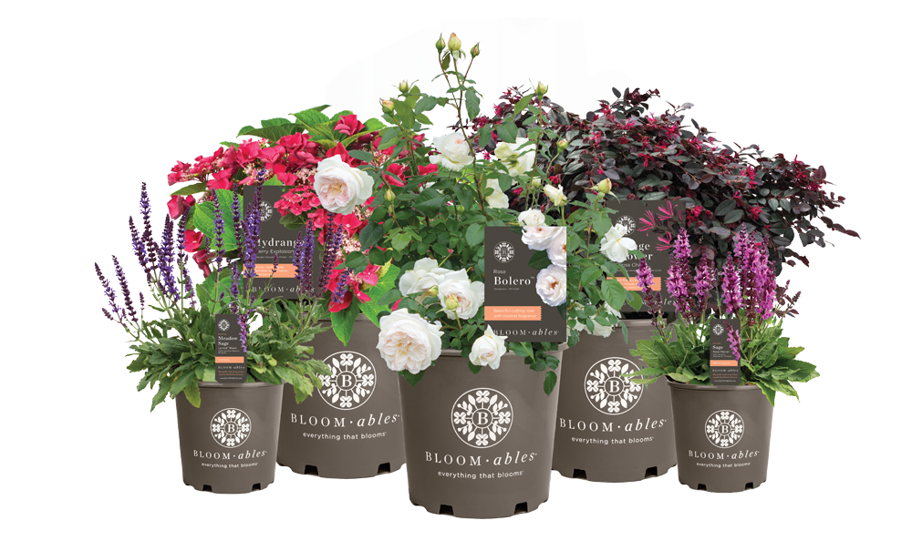 Where to Buy — Bloomables®