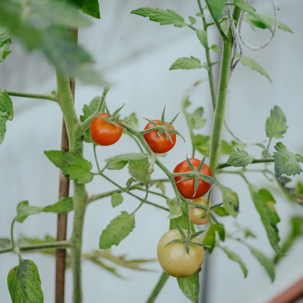 Supplier of the month: Isle of Wight Tomatoes — Cobbs Farm Shop