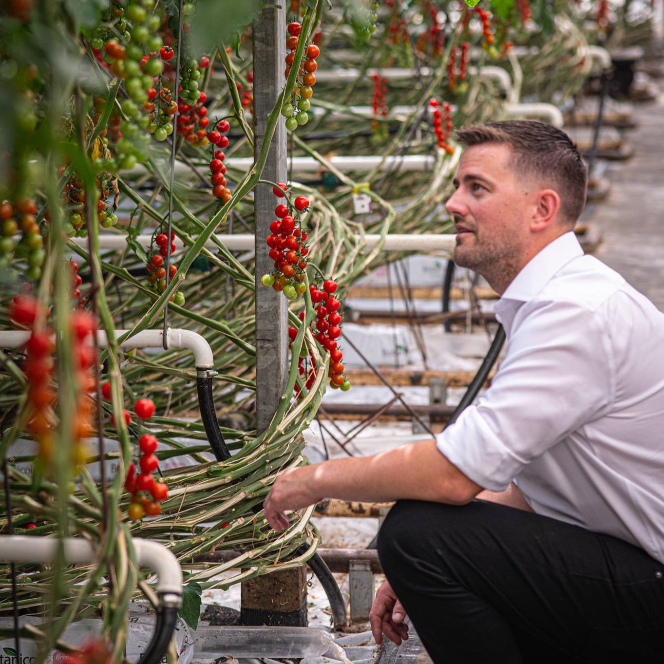 Supplier of the month: Isle of Wight Tomatoes — Cobbs Farm Shop