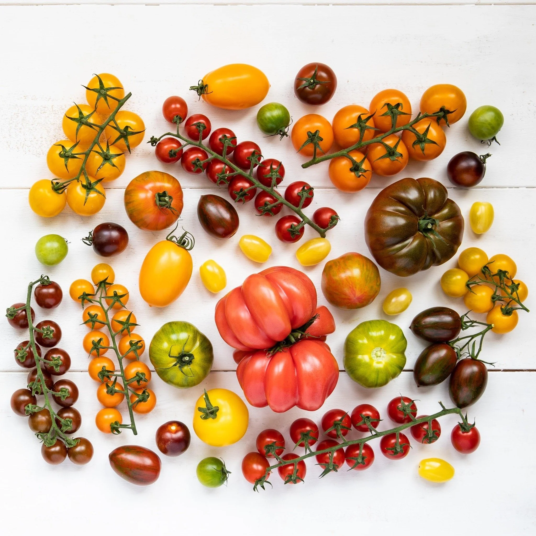 Supplier of the month: Isle of Wight Tomatoes — Cobbs Farm Shop