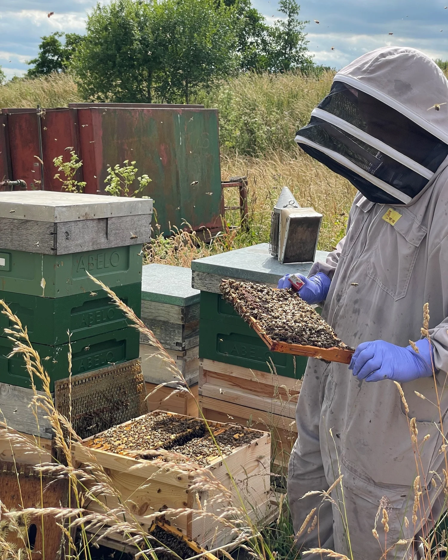 Cobbs Honey: Made by Bees on Cobbs Farm — Cobbs Farm Shop