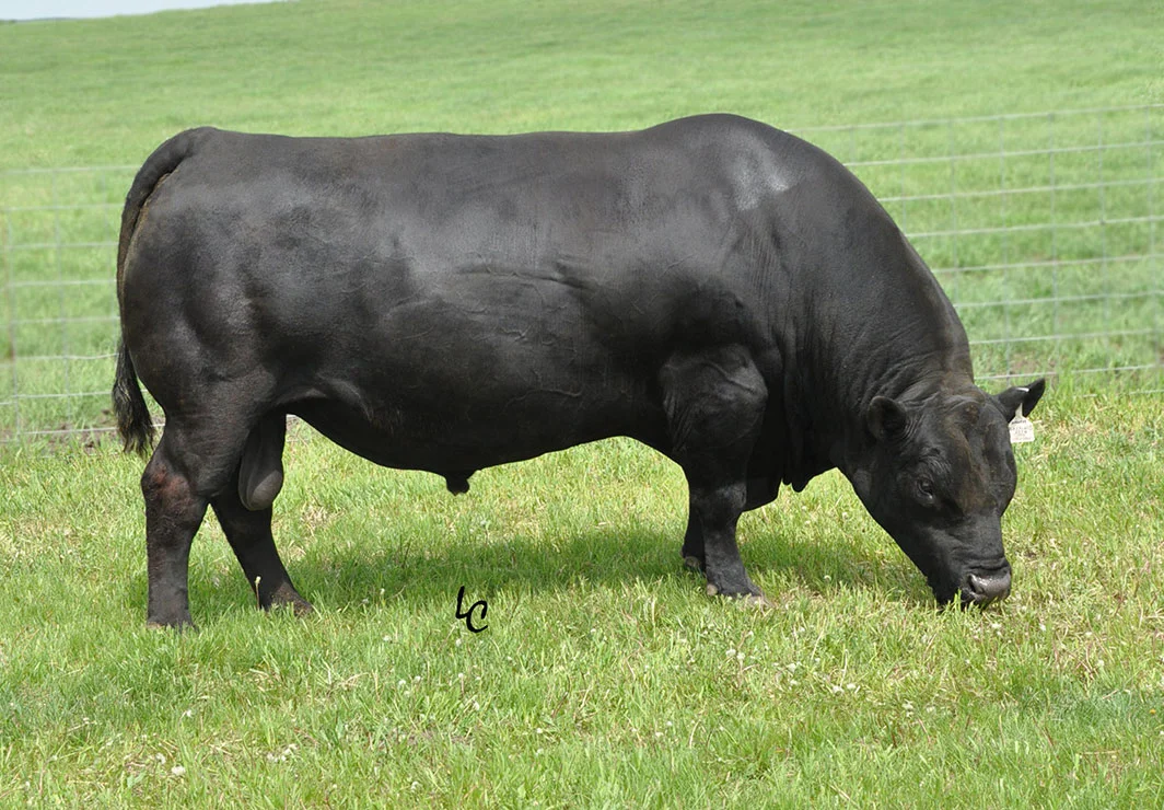 Herd Sires — Tehama Angus Ranch