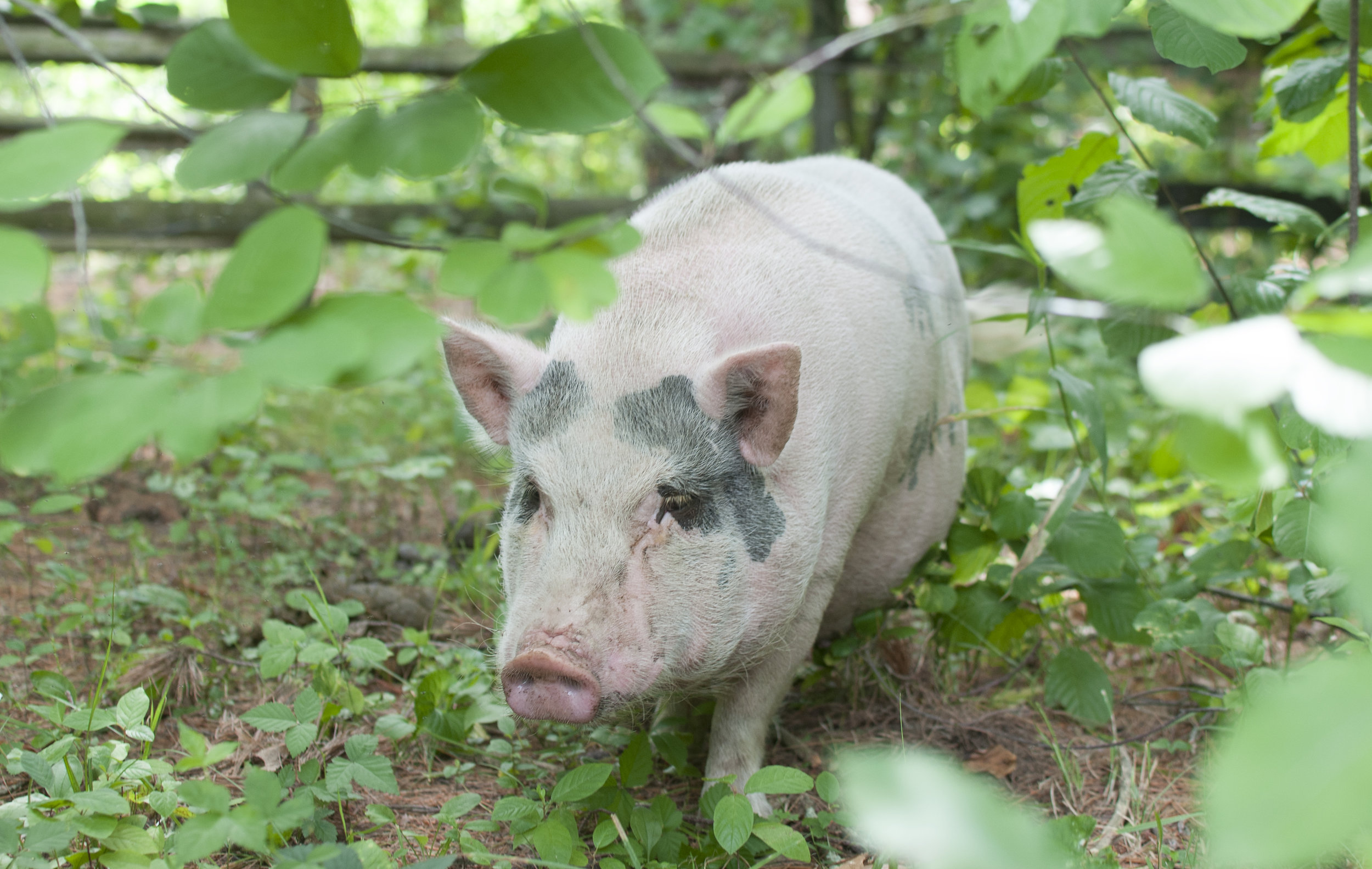 Pigs — Winslow Animal Farm Sanctuary