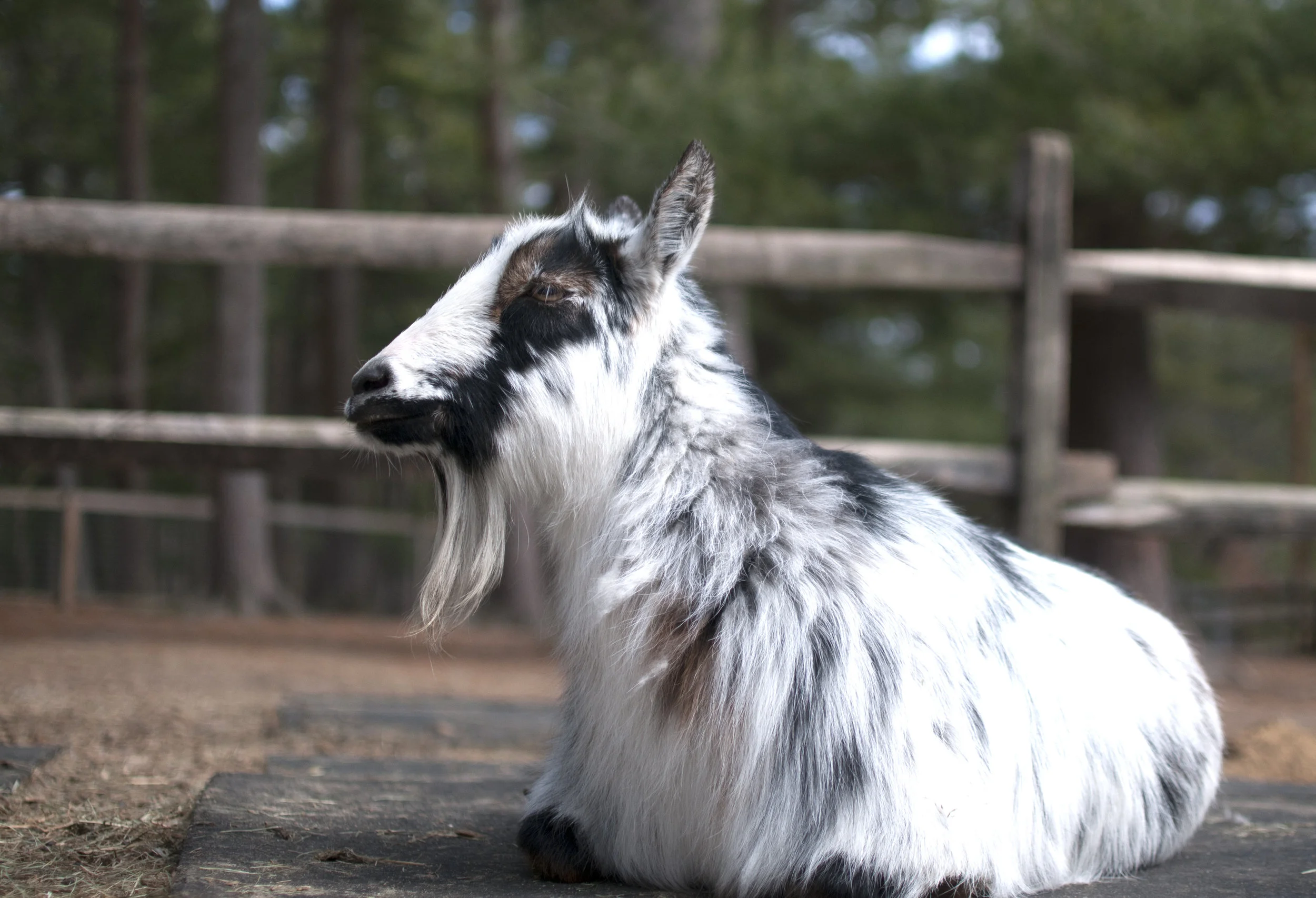 Goats — Winslow Animal Farm Sanctuary