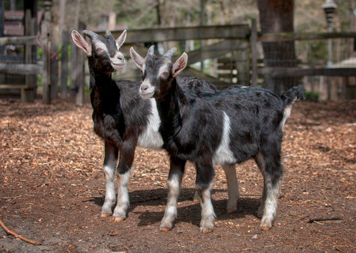 Goats — Winslow Animal Farm Sanctuary