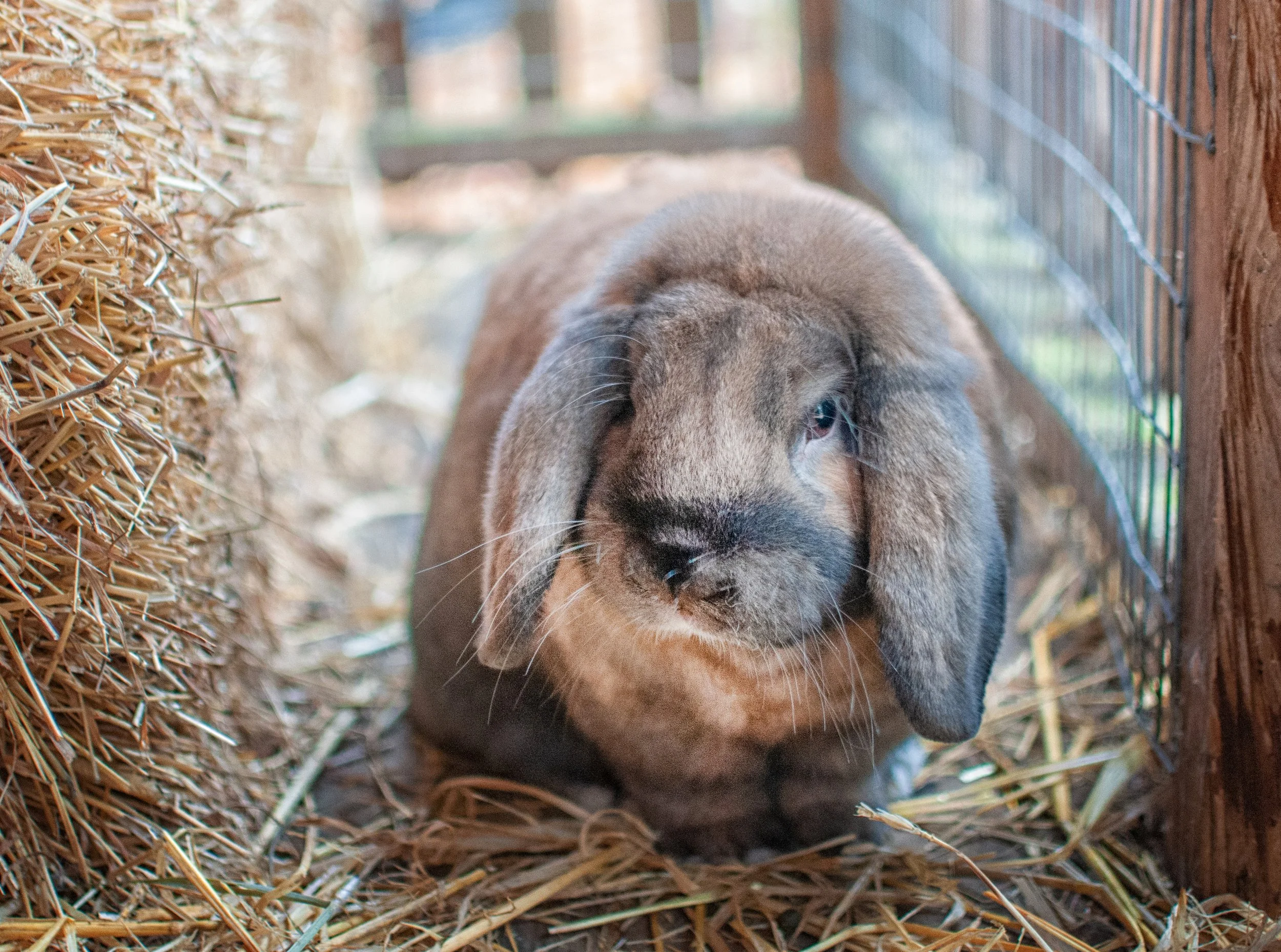 Brown Rabbit In Snow
