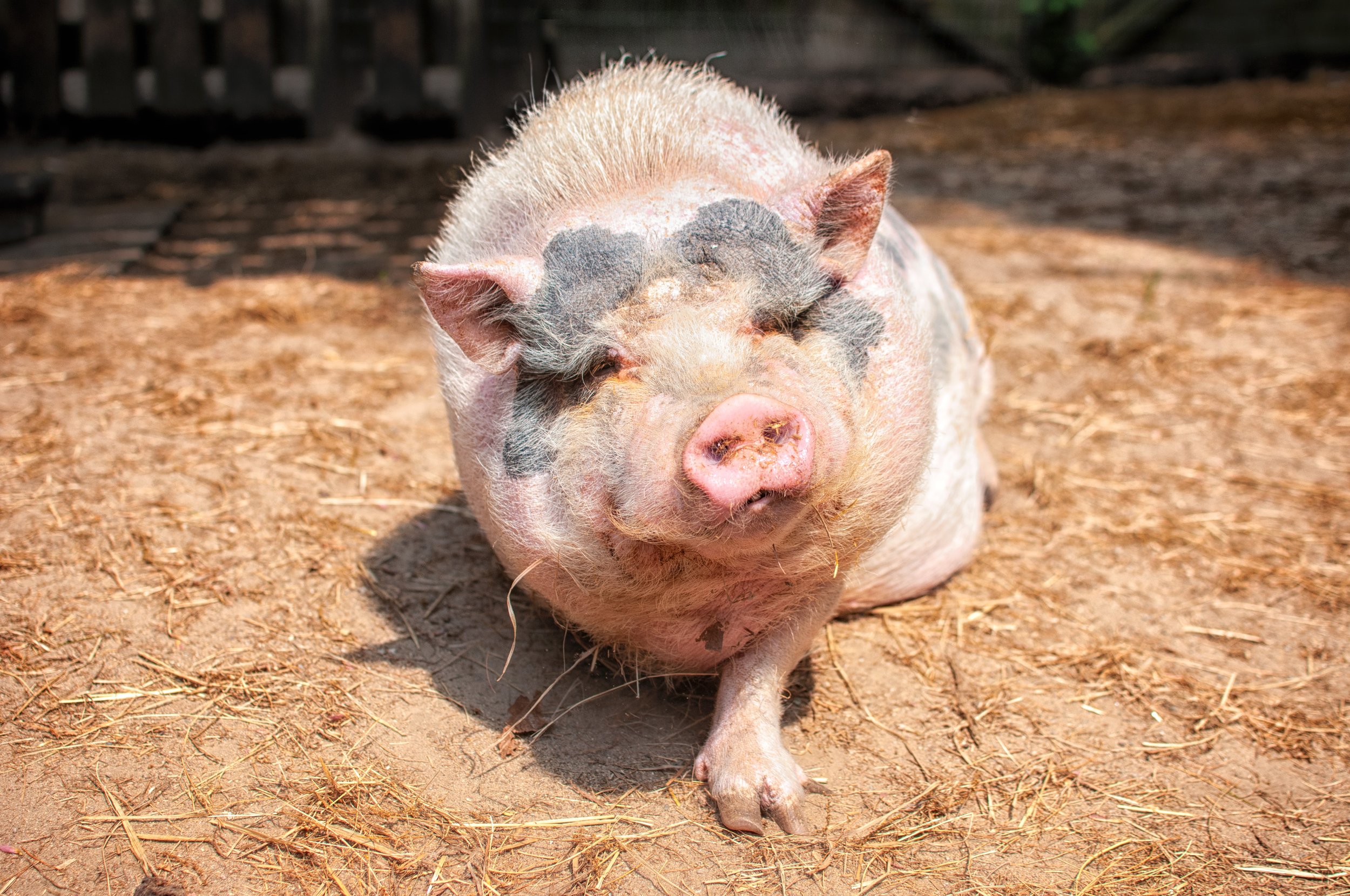 Winslow Animal Farm Sanctuary