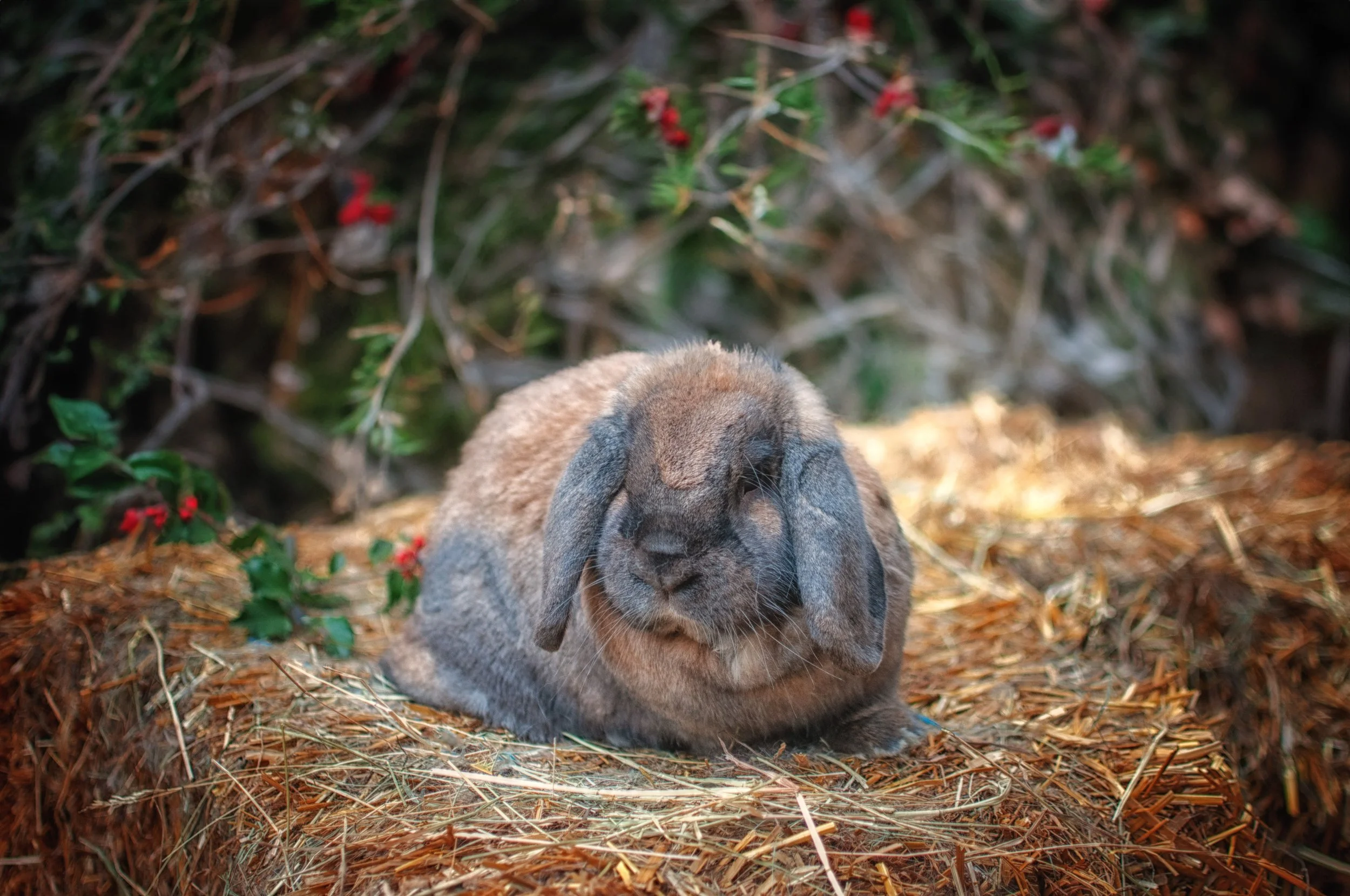Winslow Animal Farm Sanctuary