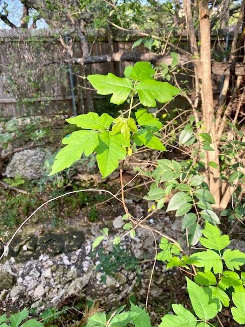 Poison Oak Plant Spring