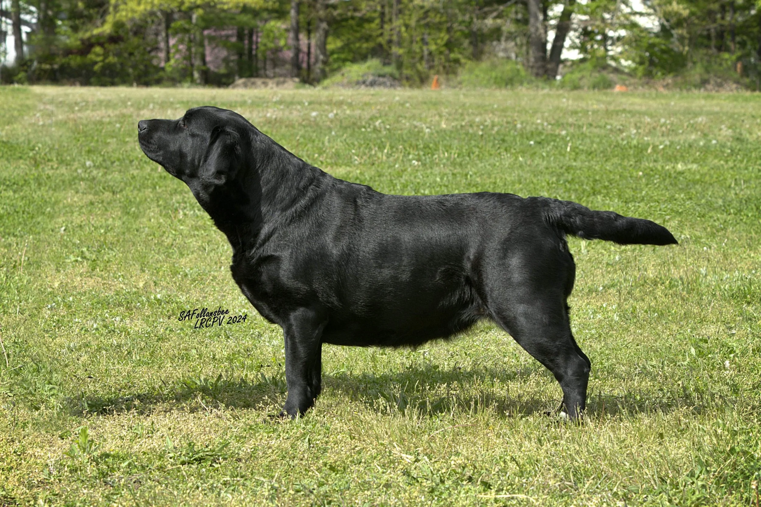 Atlantic's Wish You Were Here — Atlantic Labrador Retrievers