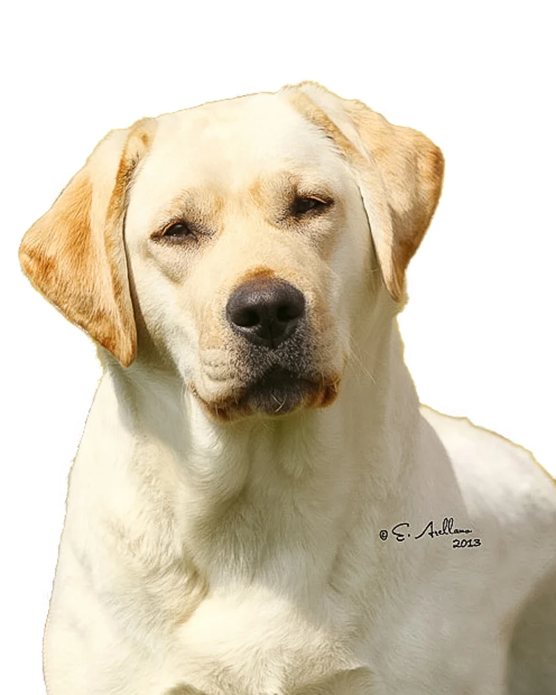 Atlantic's Right As Rain — Atlantic Labrador Retrievers