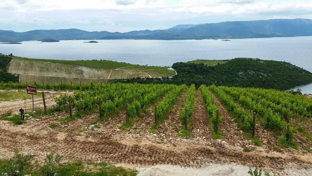 Aroma Wine Consulting