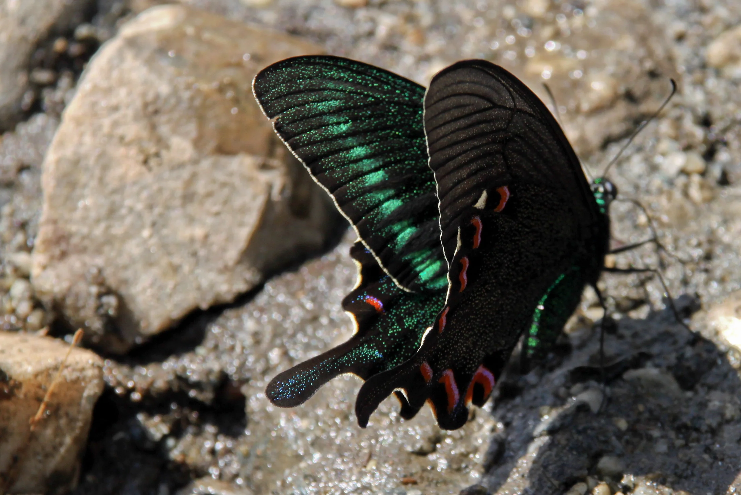 Natural Intelligence — Rock Creek Strategies, LLC