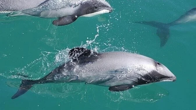 OUR MĀUI DOLPHIN PROJECT — Sunday Projects