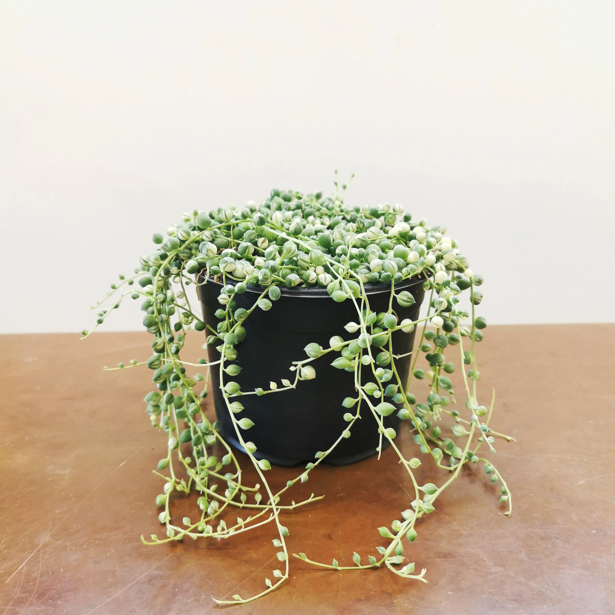 Shop Wild and Wonderful Flowers — The Wilderness