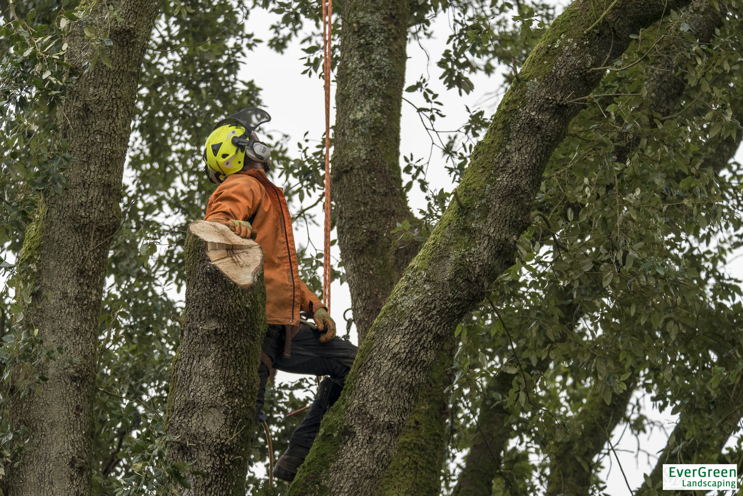 Crown Lifting tree specialist north devon — Evergreen Services ...