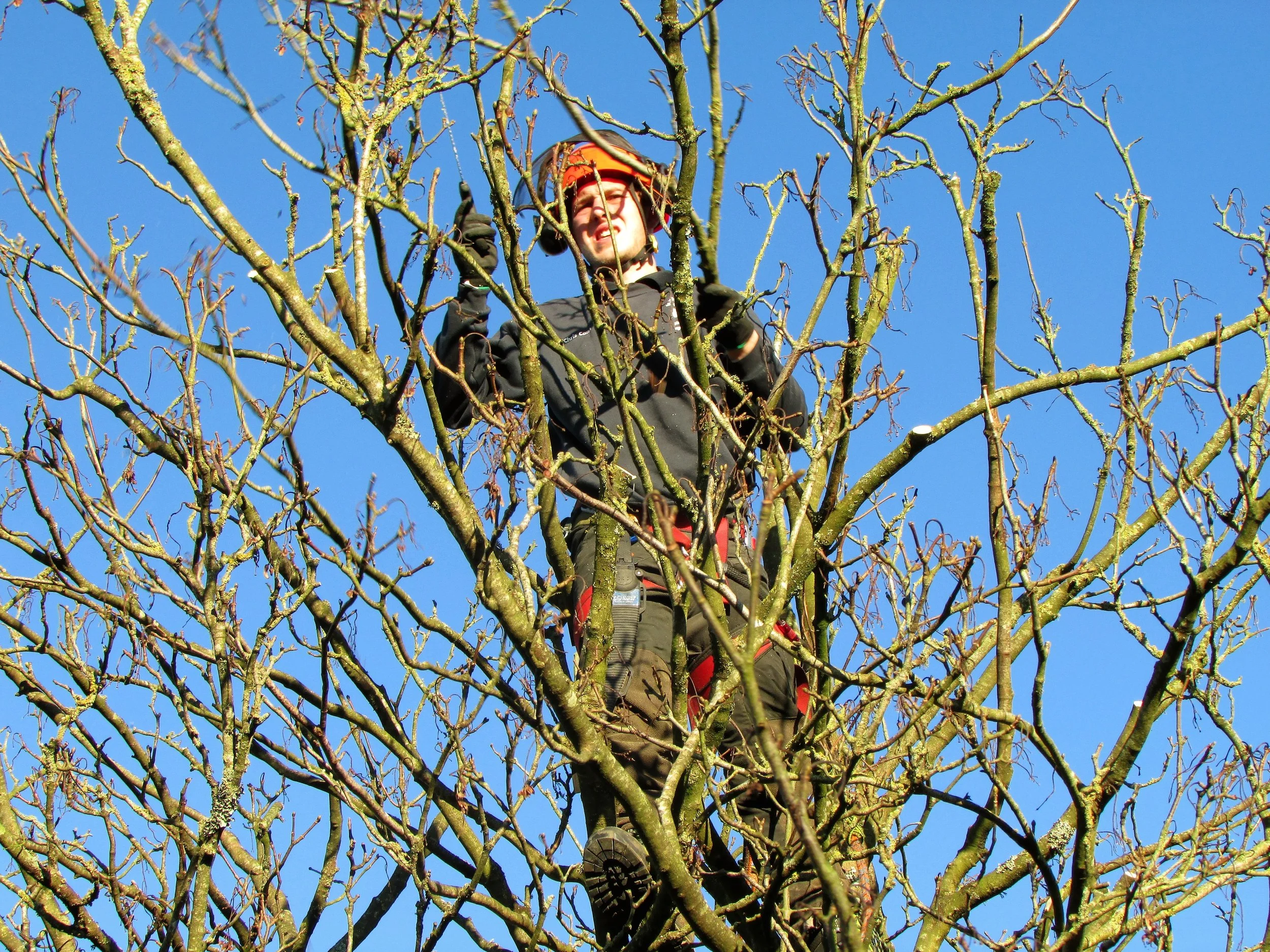 Crown Lifting tree specialist north devon — Evergreen Services ...