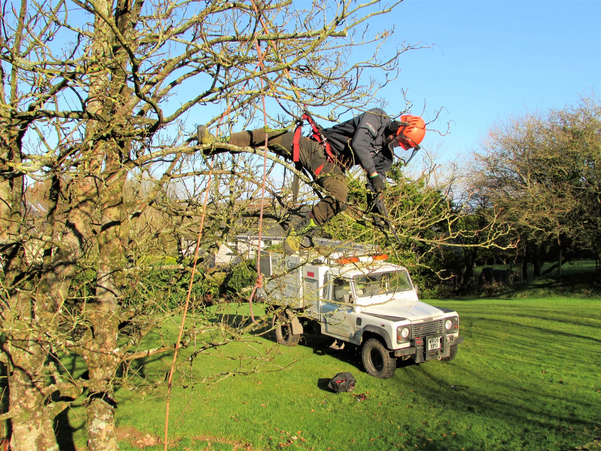 Crown Lifting tree specialist north devon — Evergreen Services ...