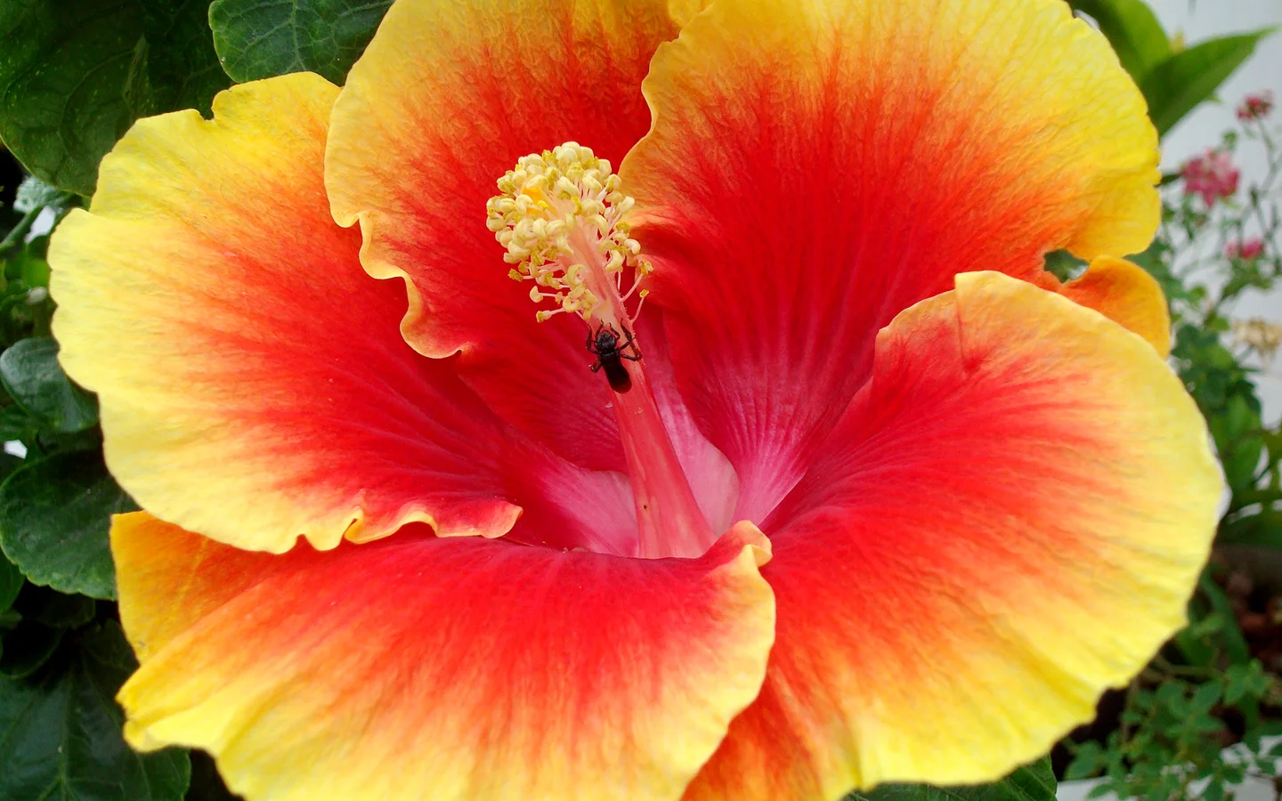 Hibiscus Flower — AquaSol