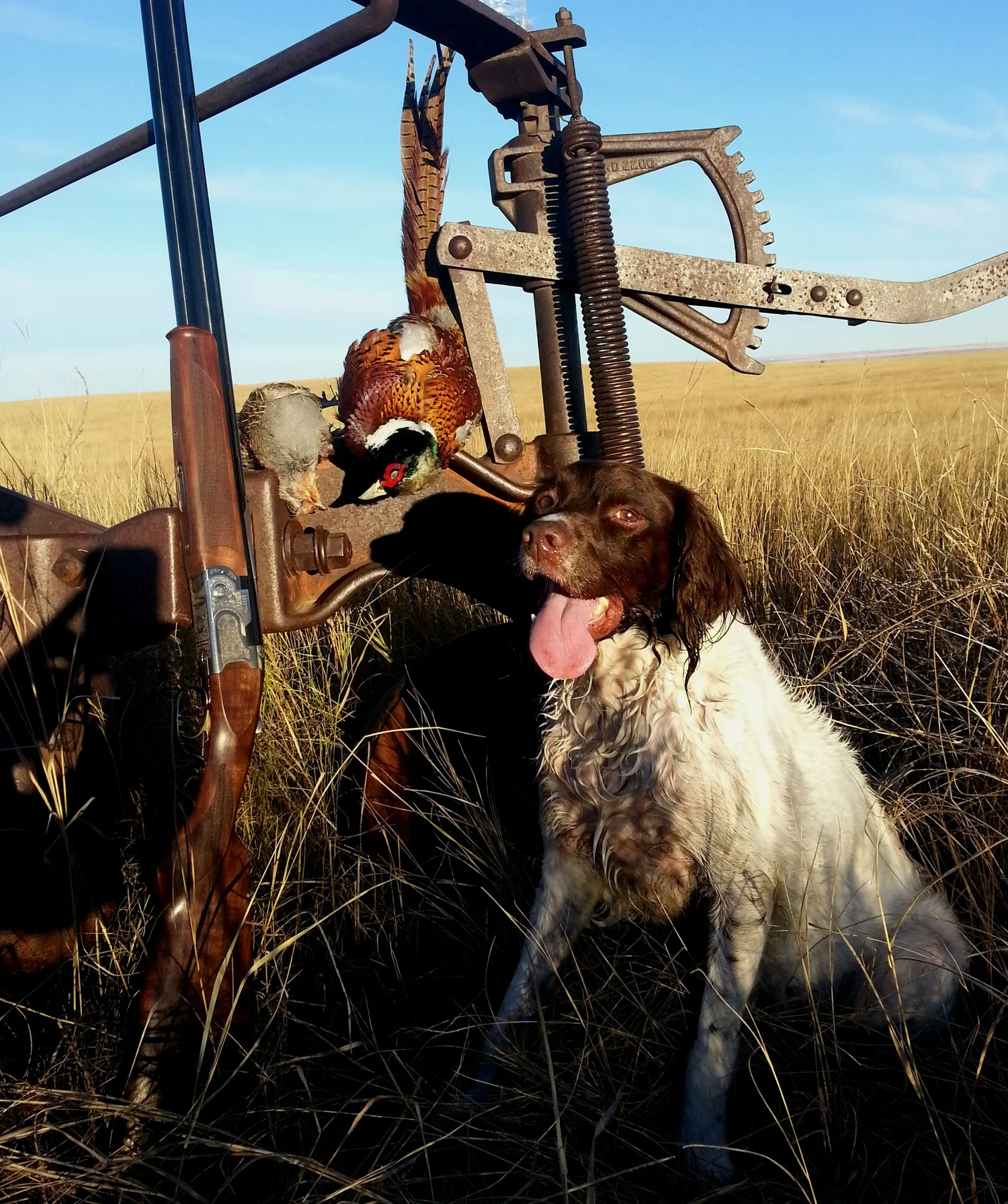 Gundogs of the Upland Hunter — High Prairie Farms