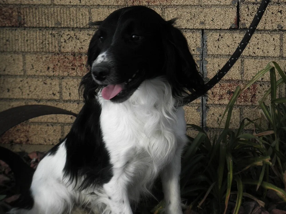 Started Dogs for Sale — High Prairie Farms