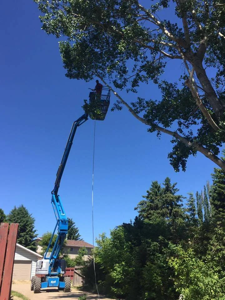Projects — Red Deer Tree Care