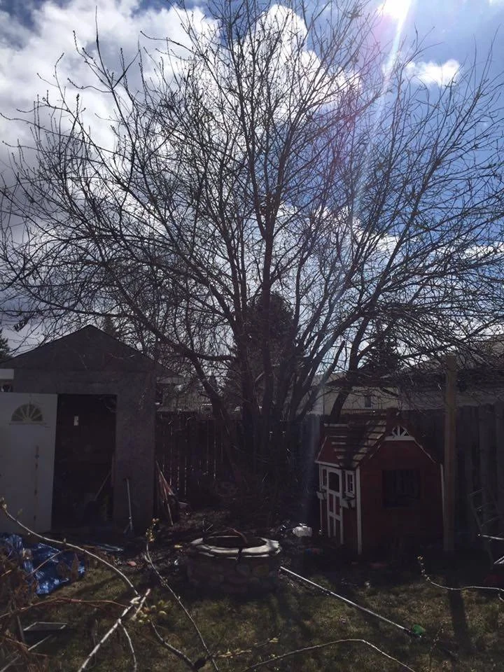 Projects — Red Deer Tree Care