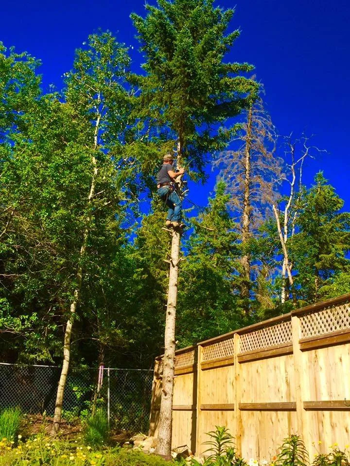 Projects — Red Deer Tree Care