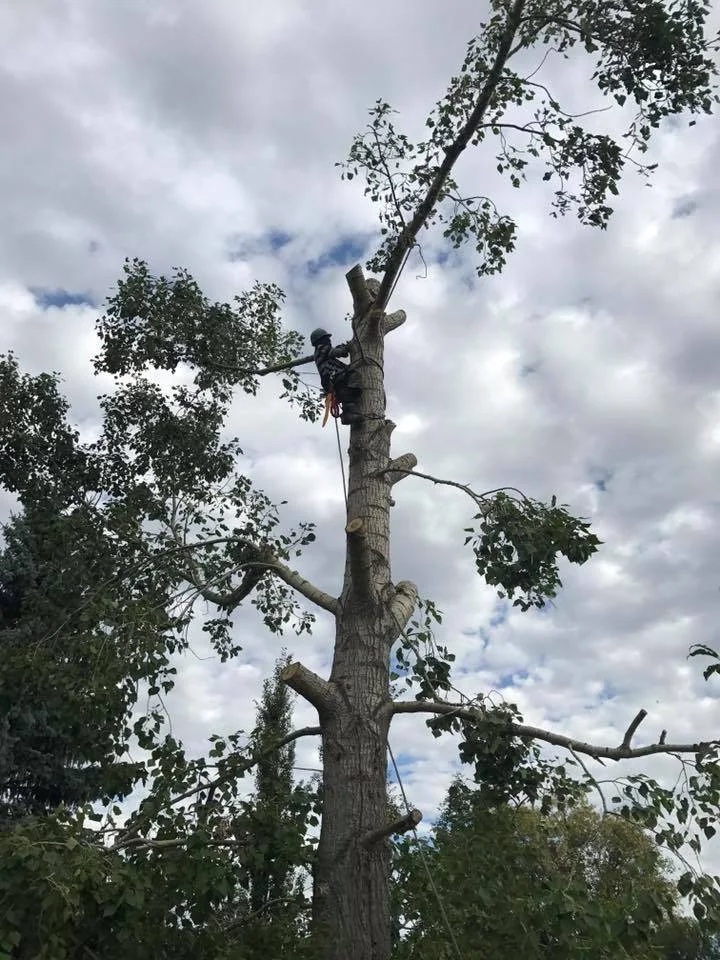 Projects — Red Deer Tree Care