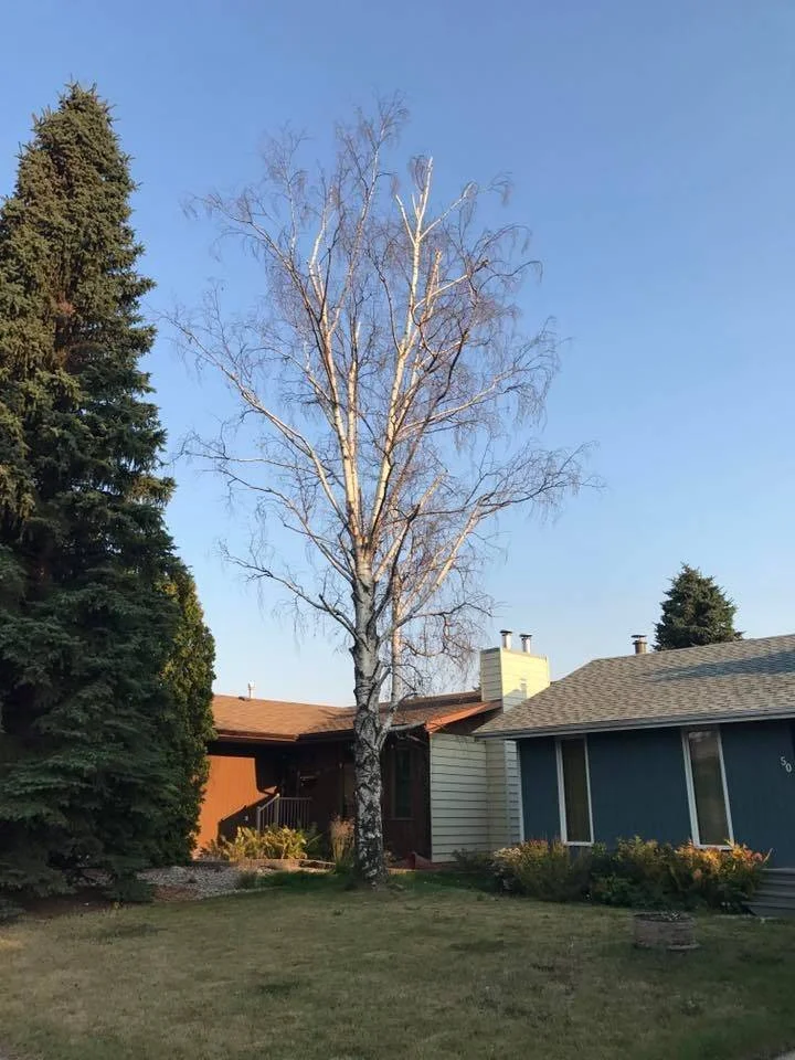 Projects — Red Deer Tree Care