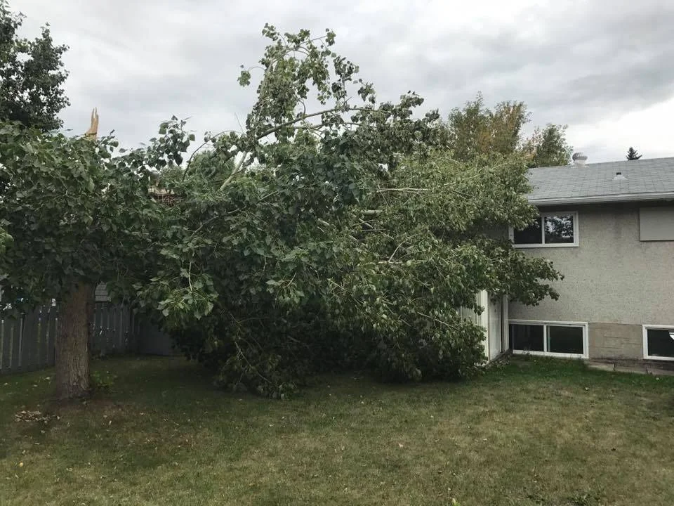 Projects — Red Deer Tree Care