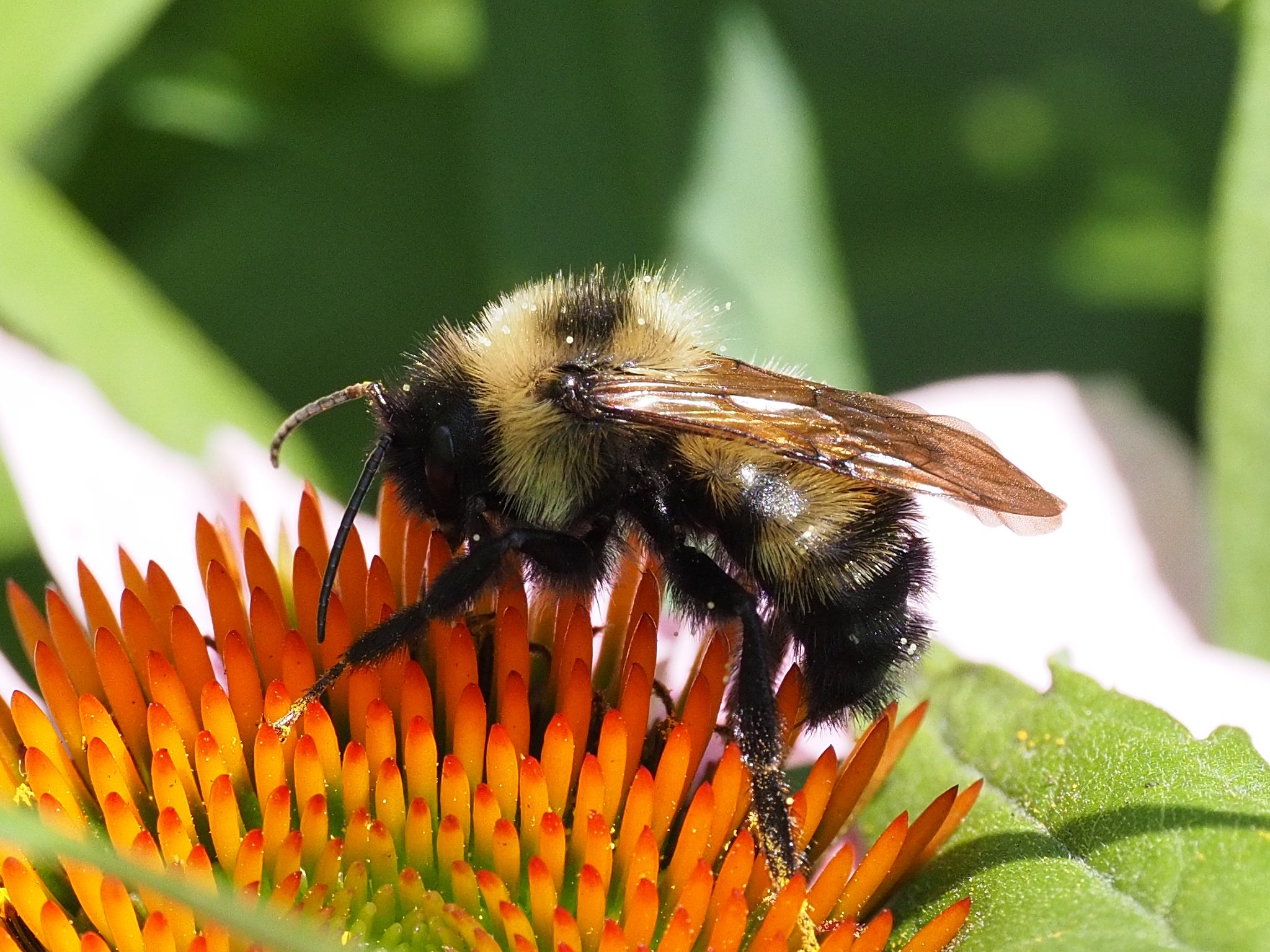 Continuing Projects — Maine Bee Wellness