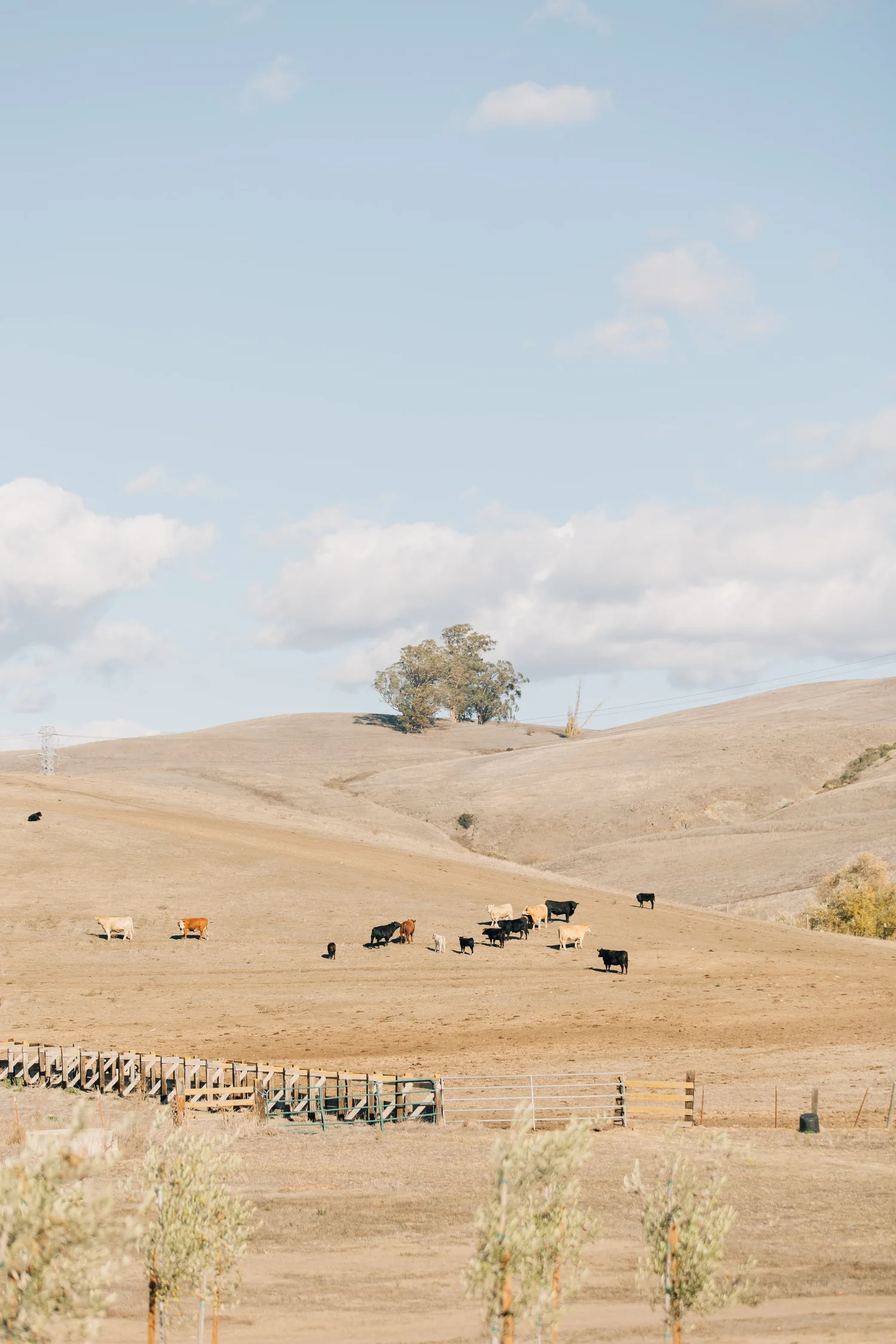 Gambonini Family Ranch