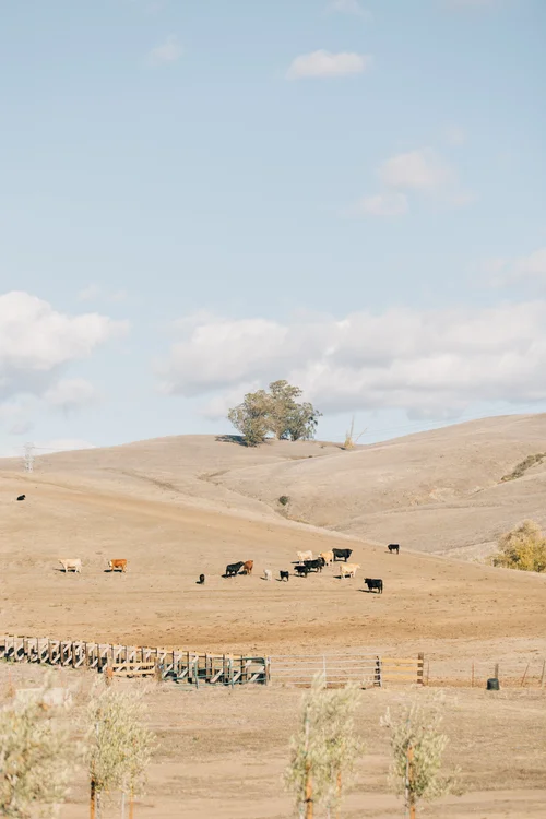 Gambonini Family Ranch
